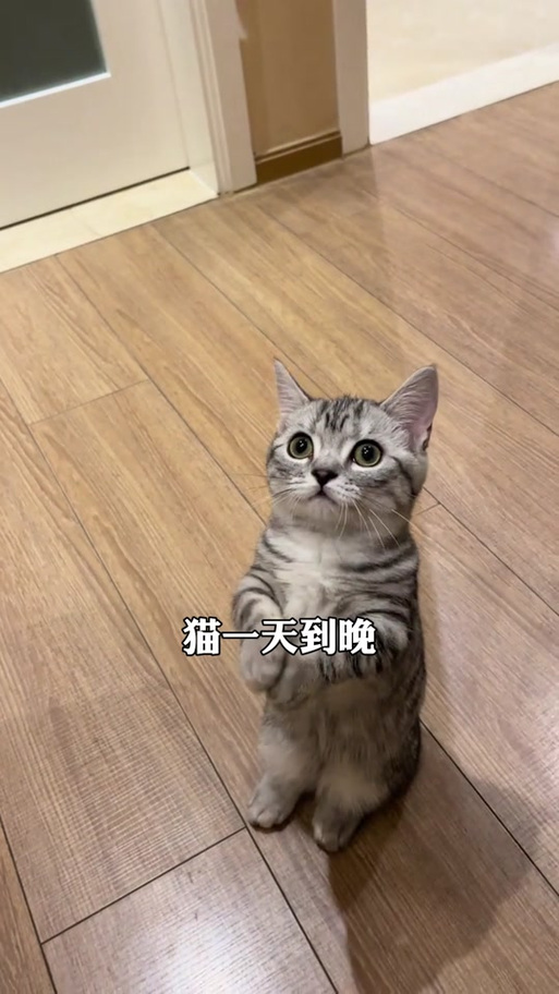 猫用尾巴打你什么意思图标