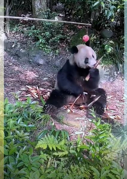 小伎俩打一动物图标