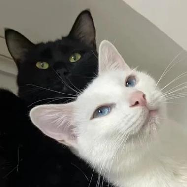 猫系列情侣头像截图
