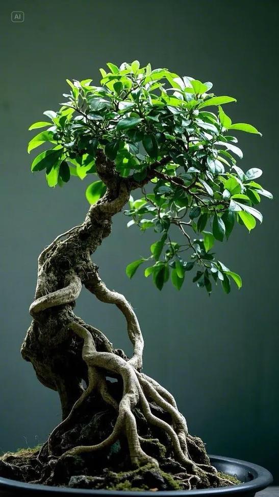 榕树盆栽图片图标