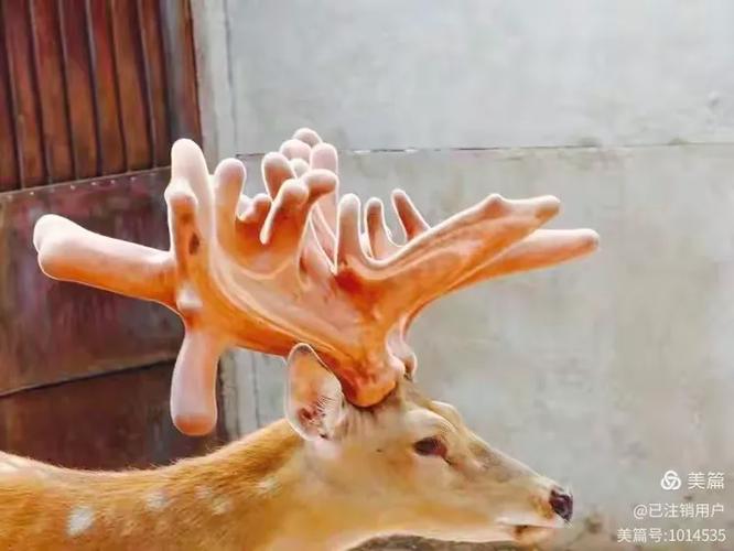 鹿鹿通图标