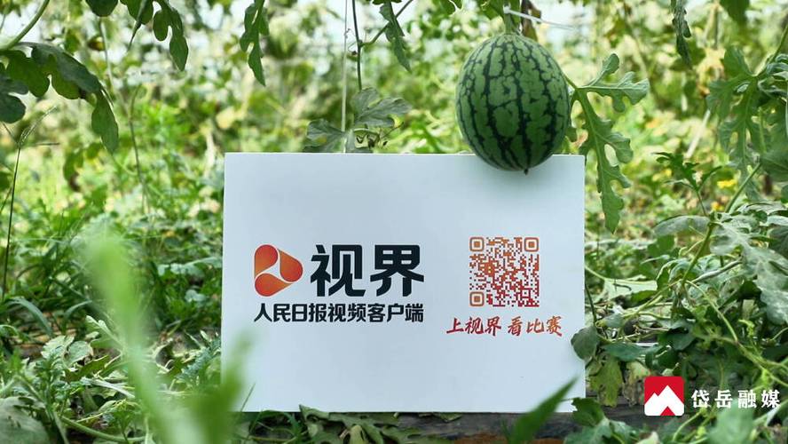 电视看电视直播的软件图标