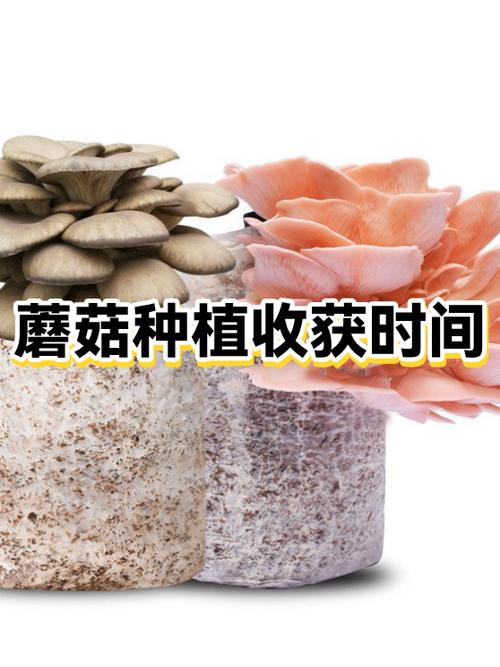 菌菇能放冰箱冷藏几天缩略图
