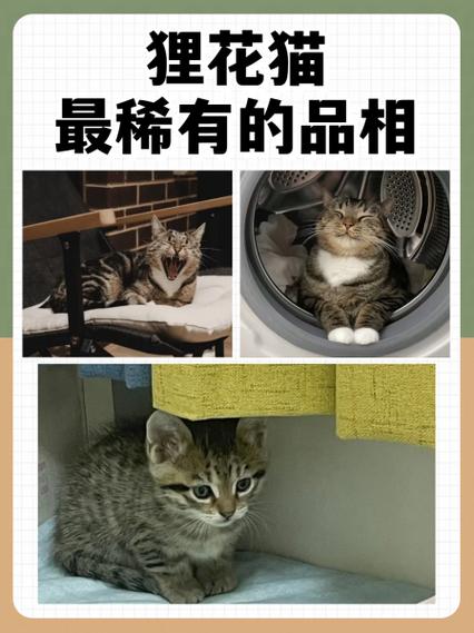 花猫画质大师图标