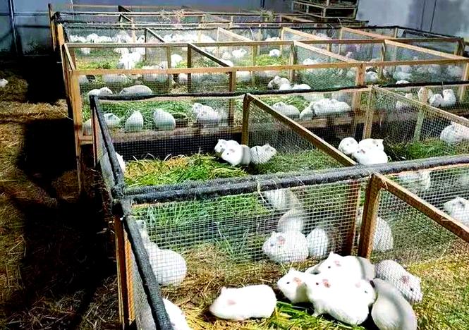 荷兰猪养殖场图标