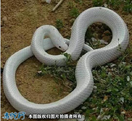 赤练蛇多少钱一斤截图