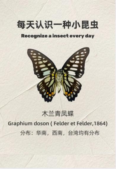 青凤蝶的寓意和象征