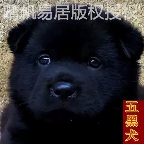 土猎犬价格