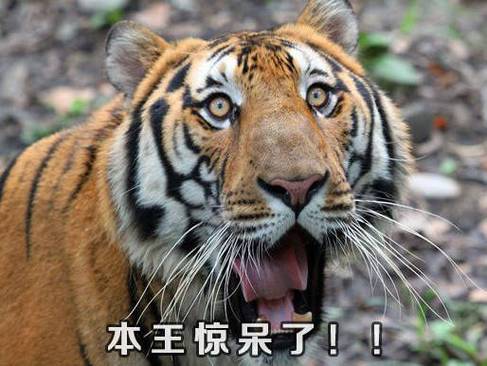 最近很火的老虎表情包图标