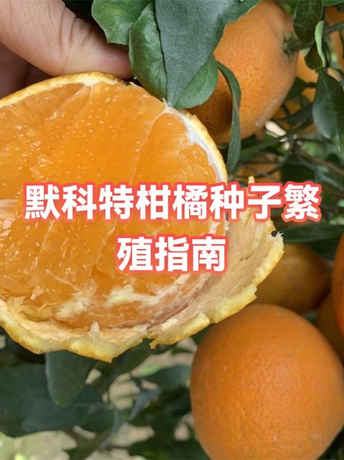 桔子种子种植方法截图