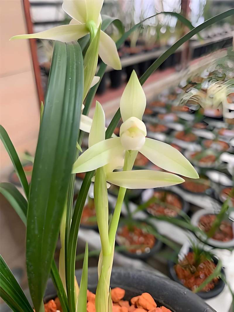 盆栽兰花图标