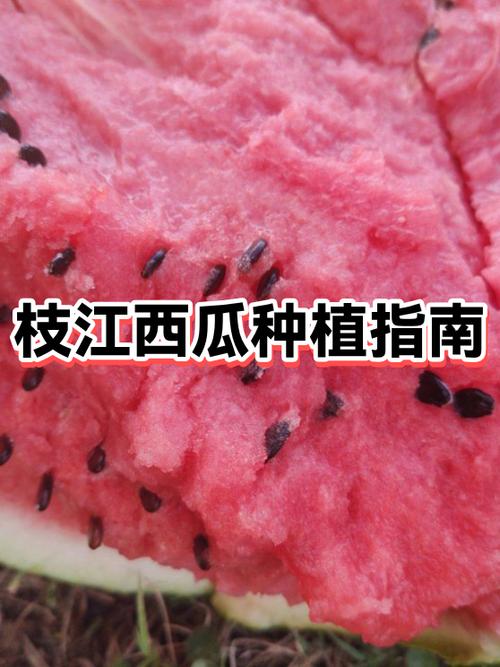 西瓜视频推荐量多少是正常