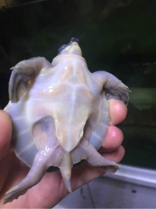 腐皮和蜕皮的区别图标