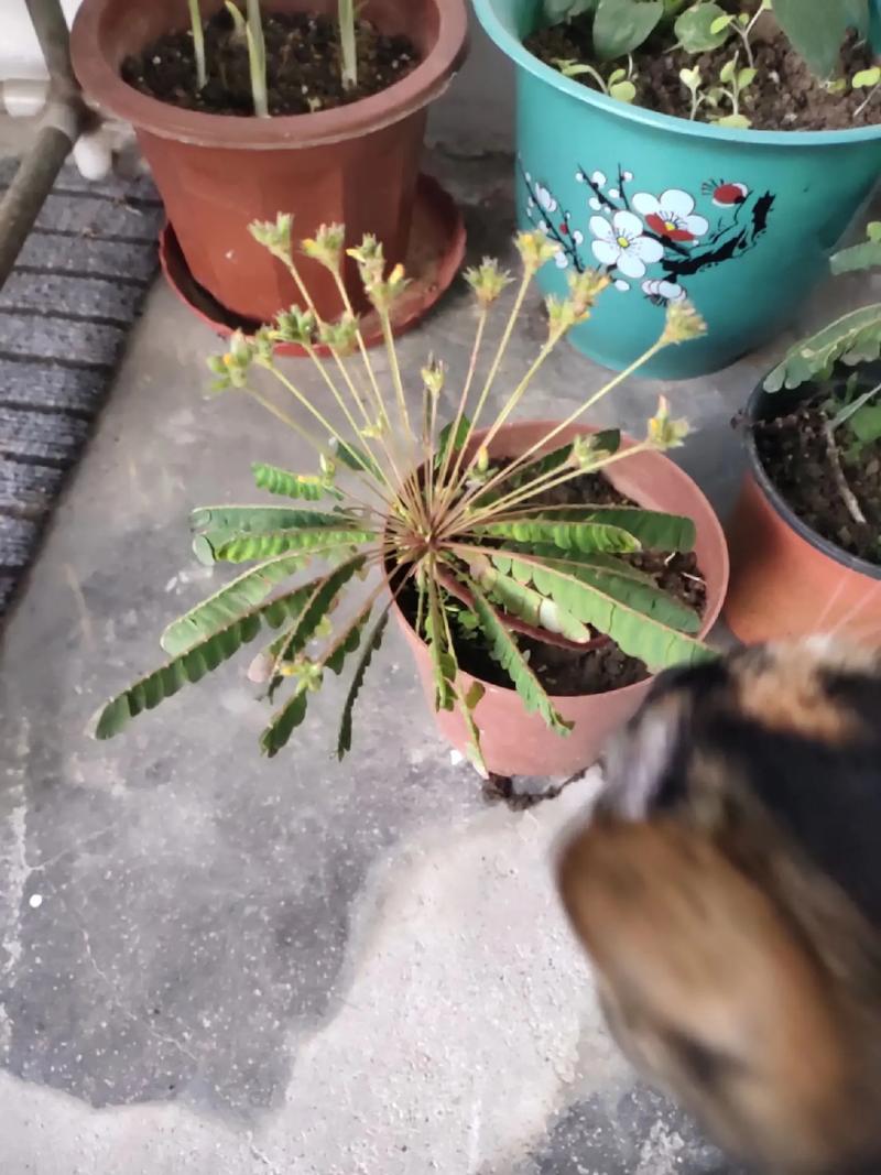 小罗的日常生活by施花花