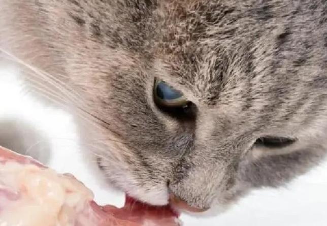 小猫吃鸡骨头后多次呕吐怎么办