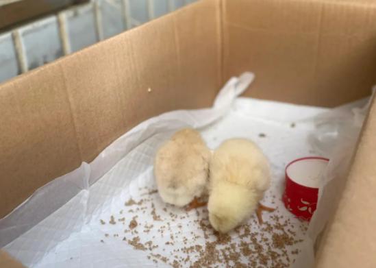 拼多多养小鸡在哪里截图