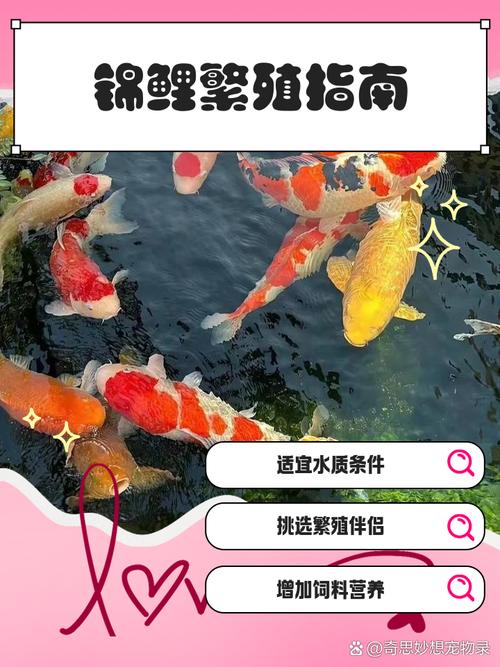 分红锦鲤财鱼怎么出截图