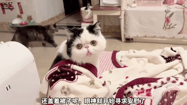 我的小猫咪找人领截图