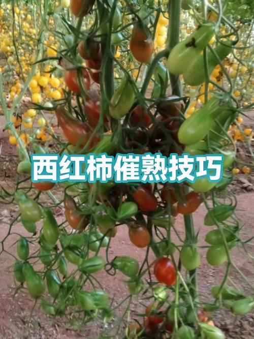 西红柿一般催熟几次啊图标