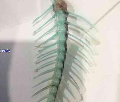 绿骨的四种含义图标