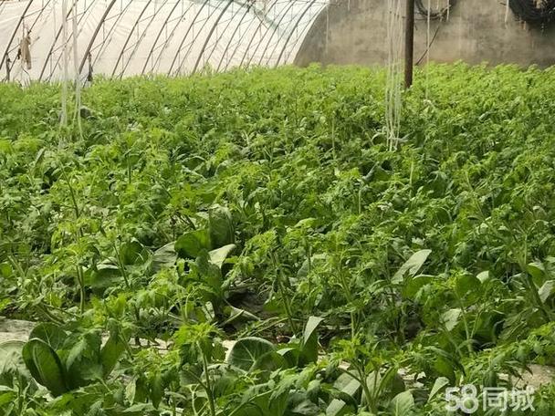 58同城蔬菜大棚出租图标