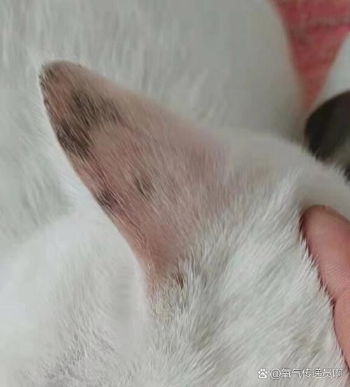 猫咪真菌黑斑图片截图