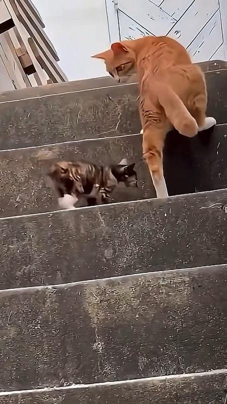 猫不敢爬梯子缩略图