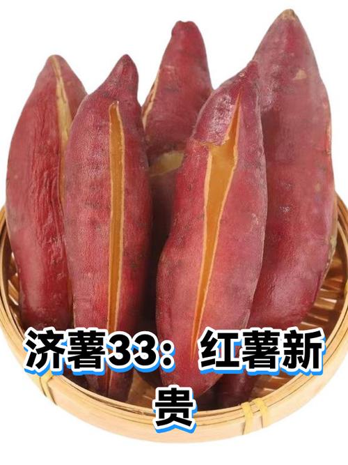 红薯最好三个品种图标