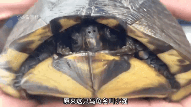 乌龟叫怎么化解图标
