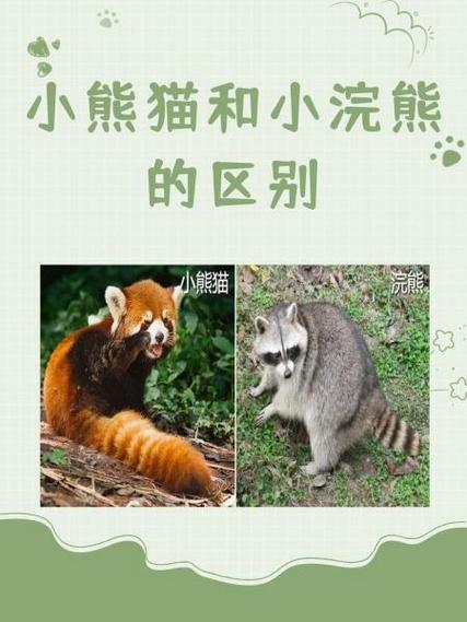 小熊猫和浣熊是近亲吗图标