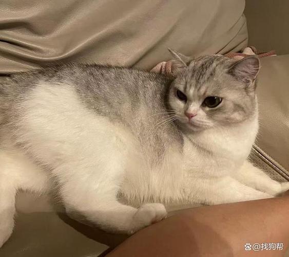 ᨳᤢᤣ゛独宠繁體字图标