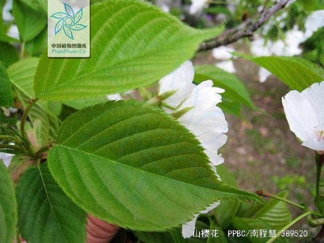 我的世界获得樱花树叶的指令游戏截图