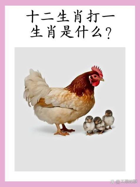 偶指什么生肖图标