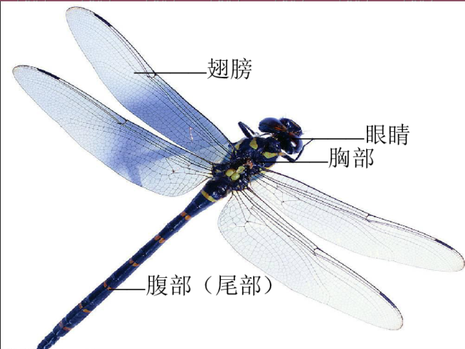 蜻蜓资料介绍截图