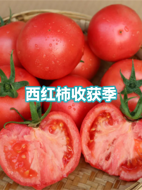 西红柿季节是几月份吃图标