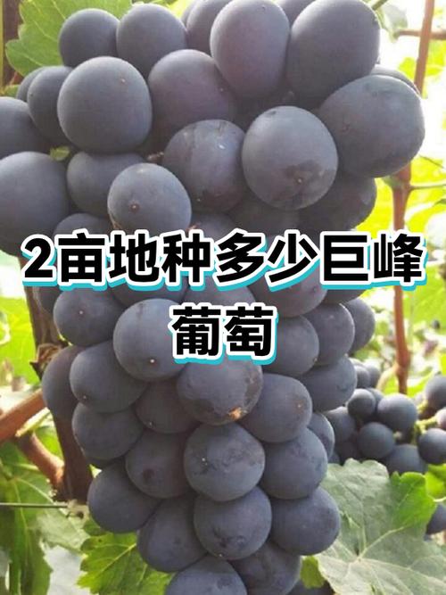 2亩葡萄一年能挣多少图标