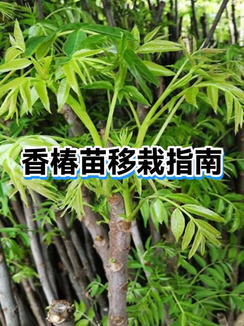盆栽香椿冬天怎样过冬图标
