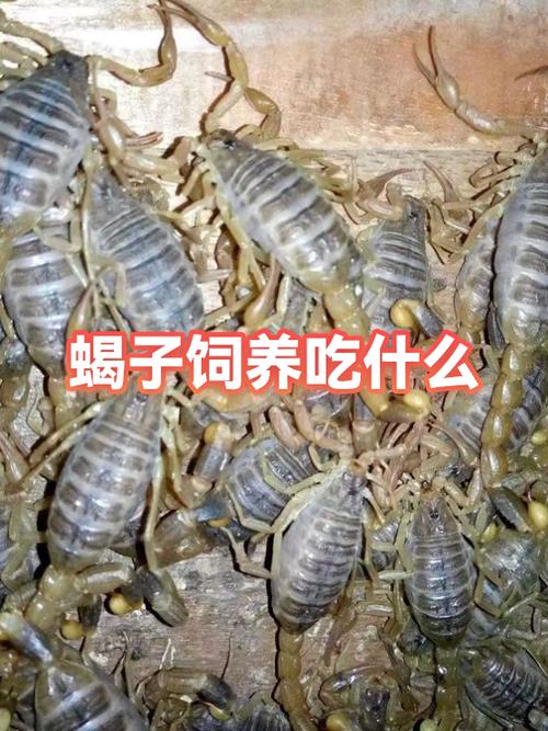 养100只蝎子一年的利润图标