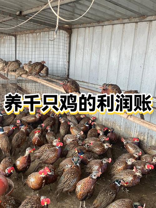 养1000只土鸡一年收入截图