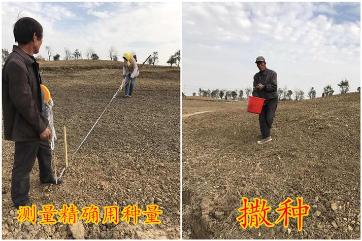 草皮种子的种植方法图标