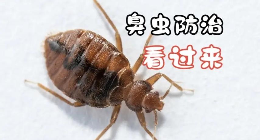 如何驱赶臭屁虫图标