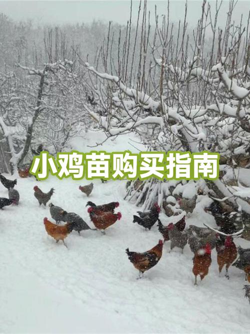 小鸡苗多少钱一只哪里有卖图标