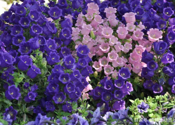 蓝色风铃花花语图标