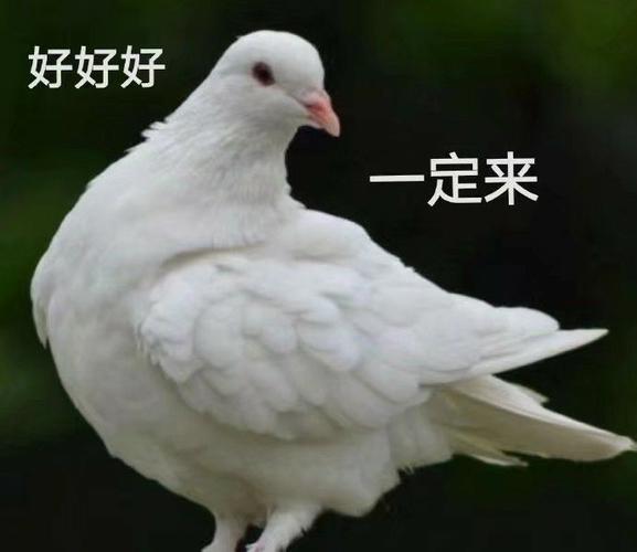 放鸽子表情包图标