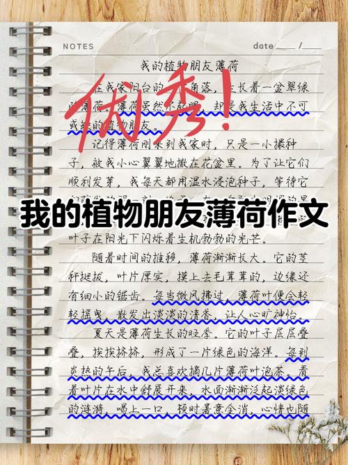 薄荷短文阅读及答案图标