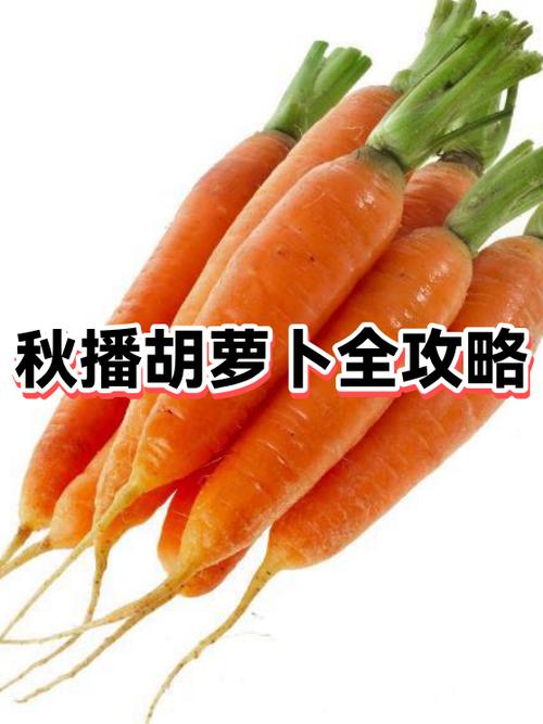 植物大战僵尸里的红萝卜怎么用图标