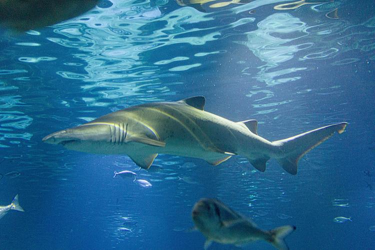 水族箱鲨鱼图标
