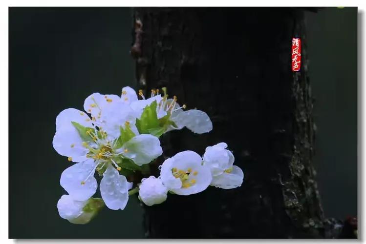 一路梨花小说在线阅读图标