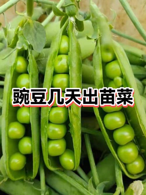 豌豆菜下载图标