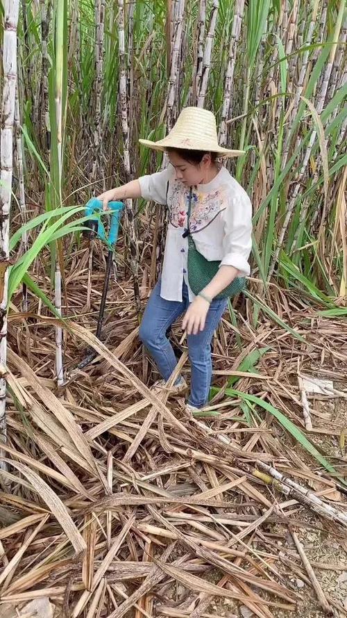砍甘蔗短视频图标